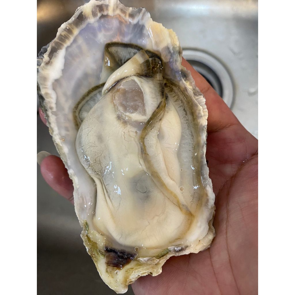 生蠔/日本生蠔/生食等級/鮮甜/滿1350免運 | 蝦皮購物