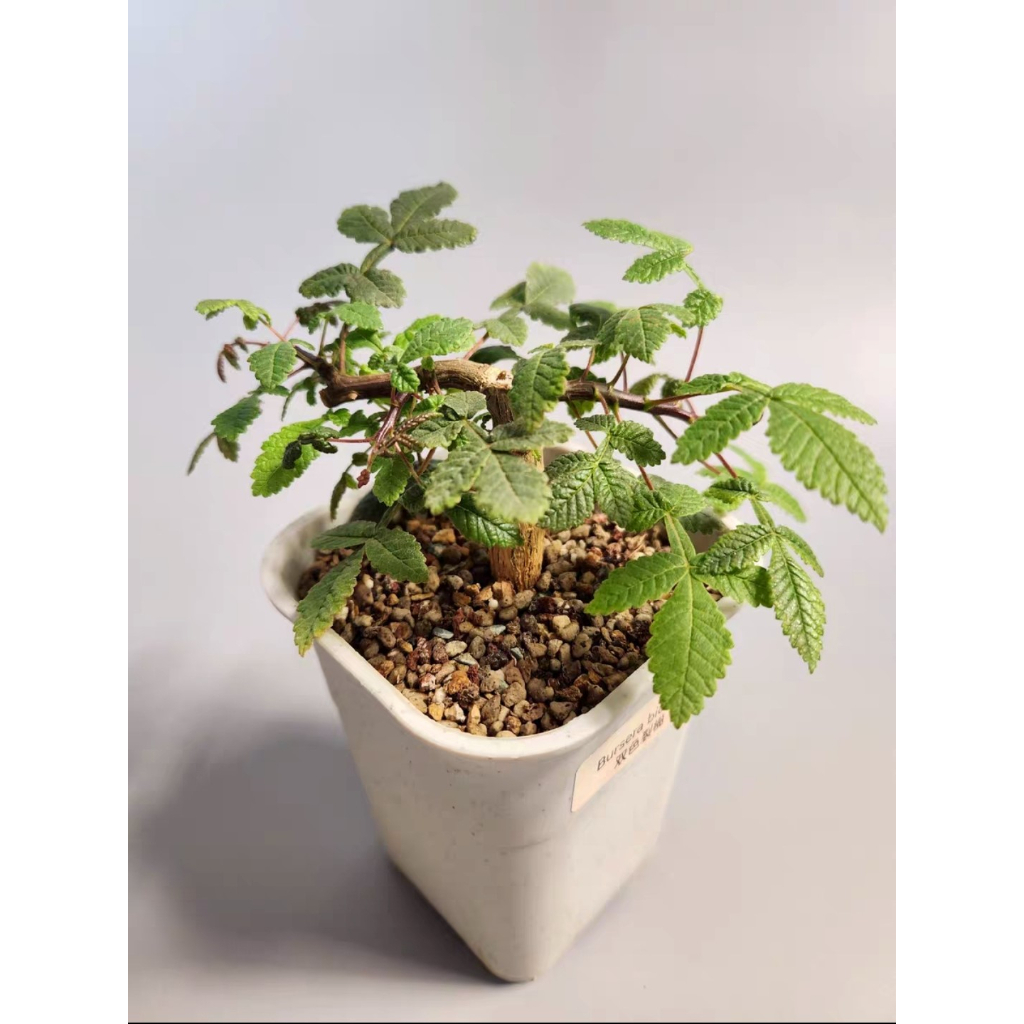 【塊根英雄】雙色裂欖種子/Bursera bicolor/橄欖科裂欖屬/塊根植物 | 蝦皮購物