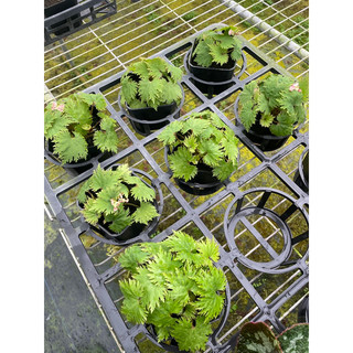 馬蘇阿拉秋海棠 Begonia lyallii var. lyallii f. masoalensis | 蝦皮購物