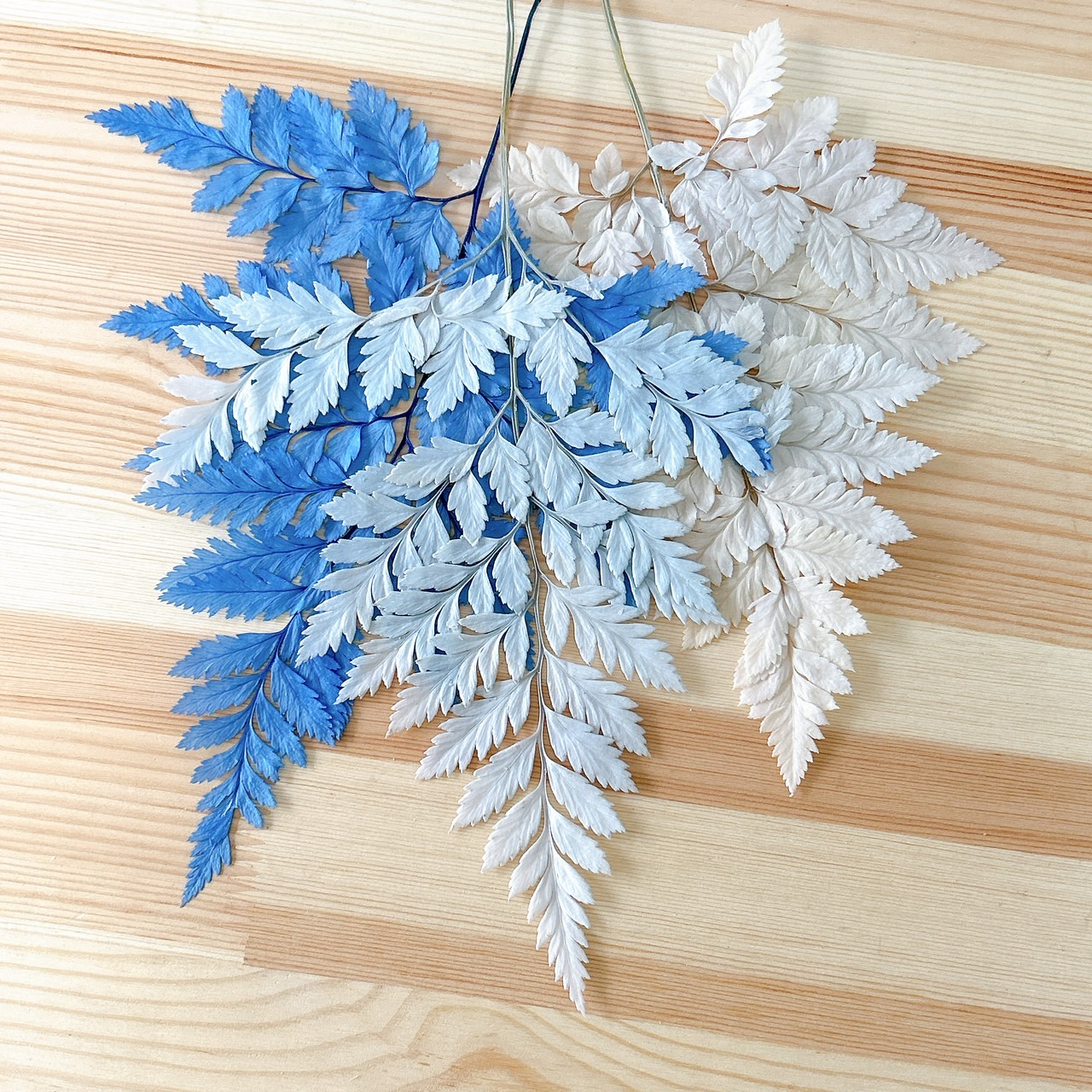 高山羊齒蕨 羊齒蕨 永生高山羊齒蕨 ☆ VITO zakka ☆ 花材 拍攝道具 DIY創作 手做材料 果實 花圈材料 | 蝦皮購物