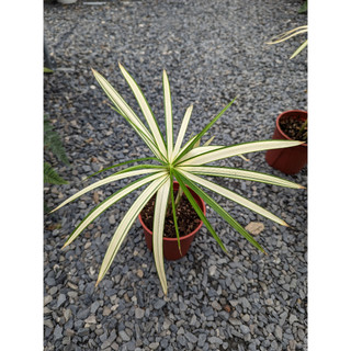 開心農元-水生植物- 斑葉輪傘草 斑葉輪傘莎草 Cyperus alternifolius 'Variegatus' | 蝦皮購物