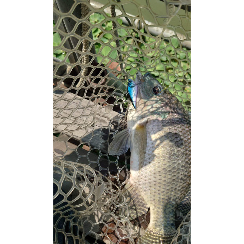 【路亞找明哥】內有鋼珠 5g 8g 15g 全泳層爆殺 鐳射塗裝 VIB 顫泳 鱸魚 泰國鱧 鯰魚 路亞 假餌 | 蝦皮購物