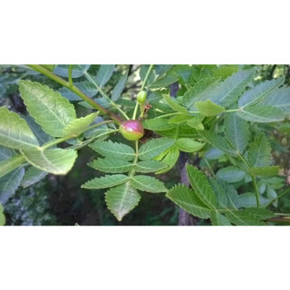 【塊根英雄】沉香裂欖種子/Bursera linanoe/橄欖科/塊根植物/精油取材之純香植物種子 | 蝦皮購物