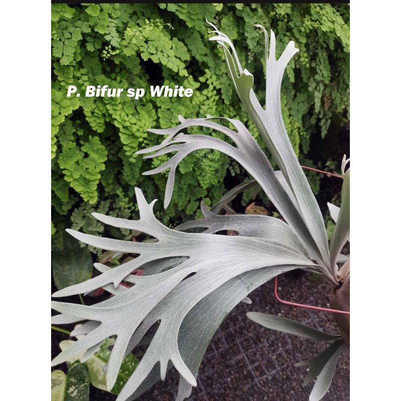 🔥特價🔥Bifurcatum sp white ｜側芽株 ｜觀葉植物｜鹿角蕨｜斑葉｜婚禮小物｜室內植物｜盆栽｜龜背芋｜ | 蝦皮購物