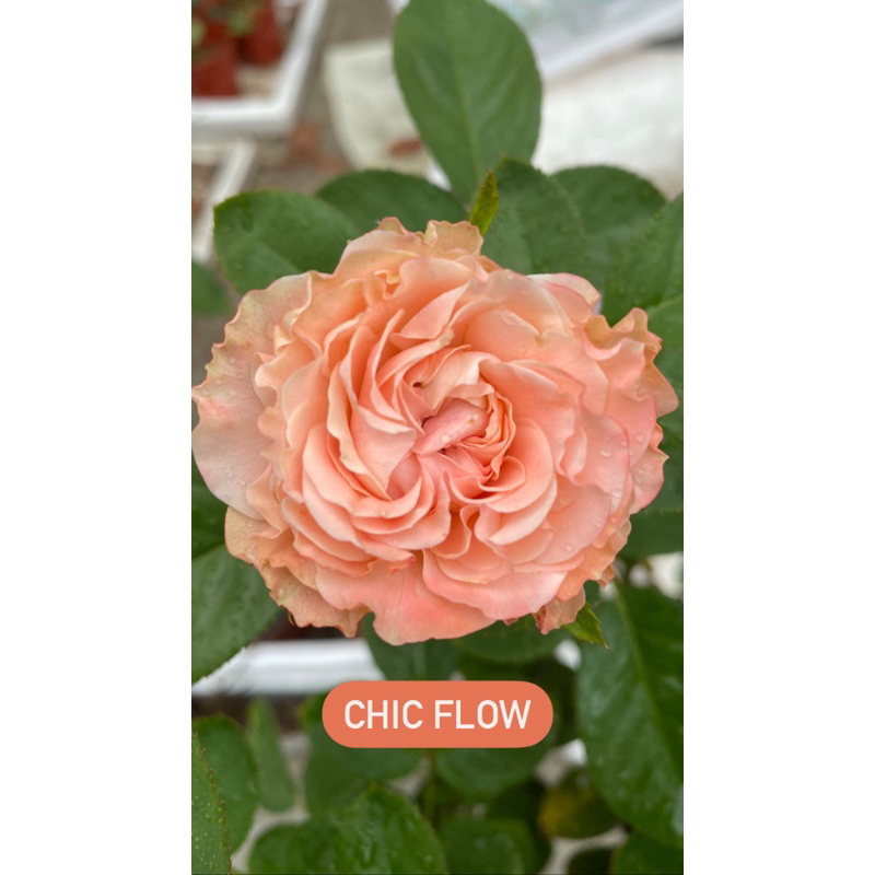 （植株苗 樹玫瑰盆栽請聊聊報價）Chic flow 時尚泡泡 切花 無根保濕枝條玫瑰花月季 植株盆栽 | 蝦皮購物