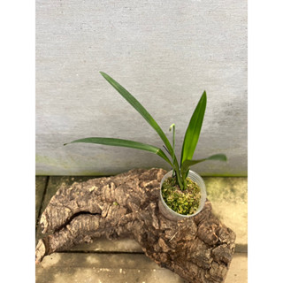 噢葉design "Solenidiopsis tigroides" 蘭花、塊根植物、圓葉花燭、蔓綠絨 | 蝦皮購物