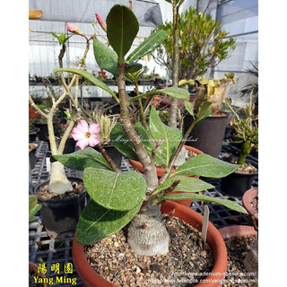 陽明園 阿曼沙玫 Adenium dhofarense Oman 種子 | 蝦皮購物