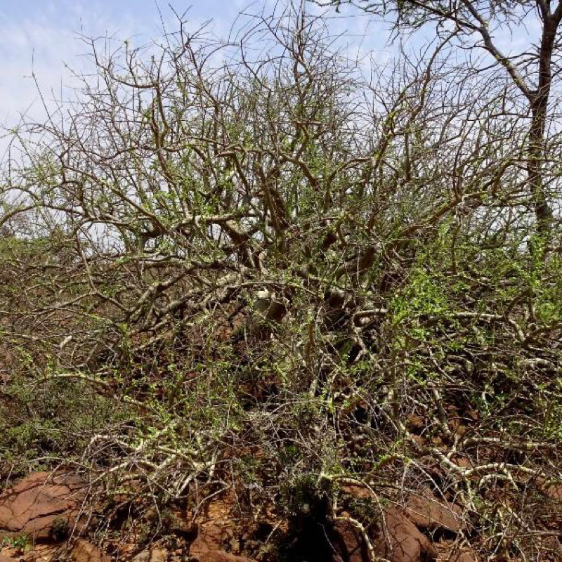 台北塊根｜Commiphora hodai 沒藥 實生苗 稀有 | 蝦皮購物