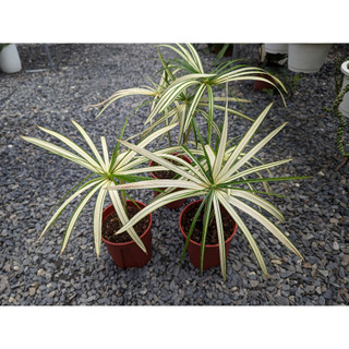 開心農元-水生植物- 斑葉輪傘草 斑葉輪傘莎草 Cyperus alternifolius 'Variegatus' | 蝦皮購物