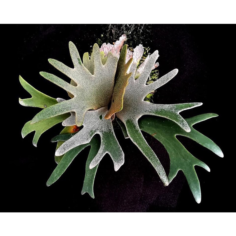 P.Willinckii Bacteria Sporeling 細菌孢子苗 | 蝦皮購物