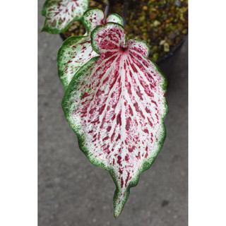 白日夢 彩葉芋 Caladium day dreamer 四吋盆 | 蝦皮購物