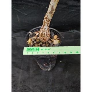 Bursera excelsa 裂欖 實生苗 | 蝦皮購物