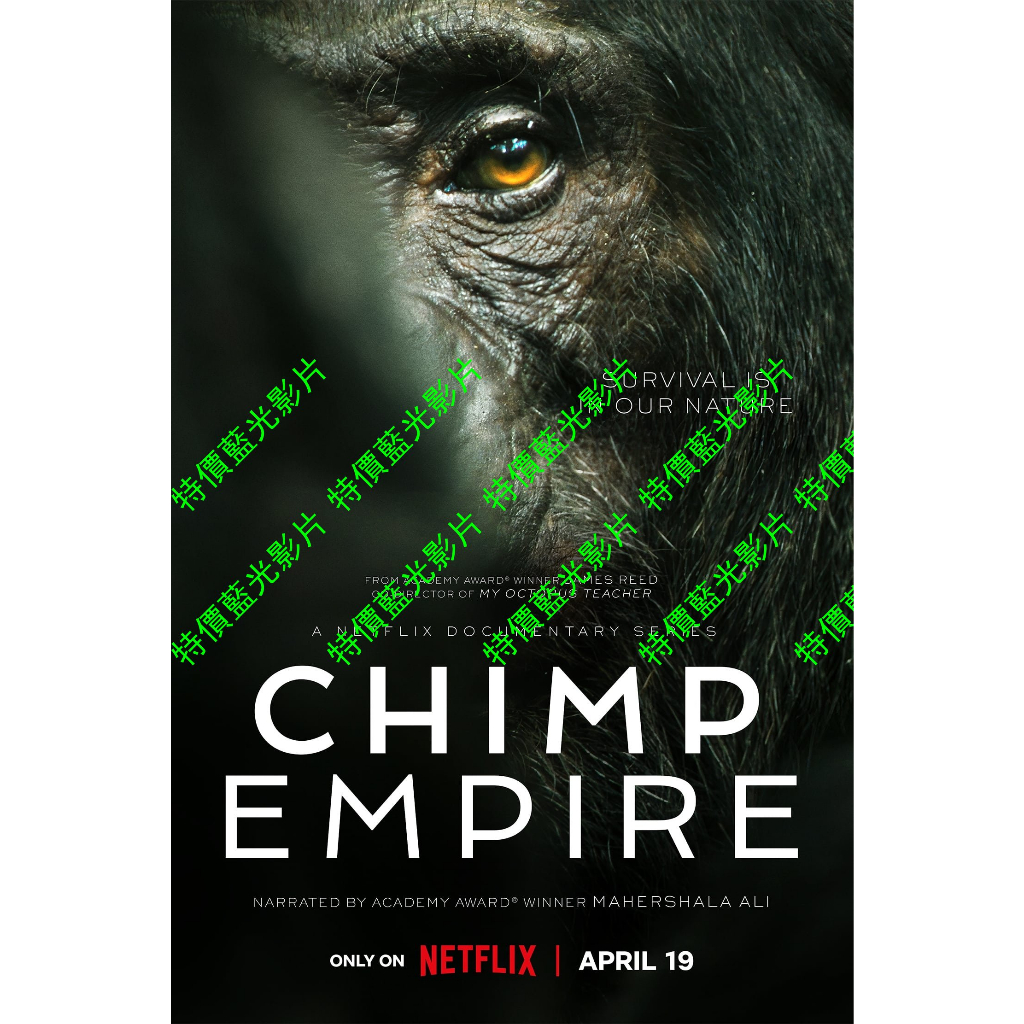 🔥藍光影片🔥[英] 黑猩猩帝國 Chimp Empire (2023) | 蝦皮購物