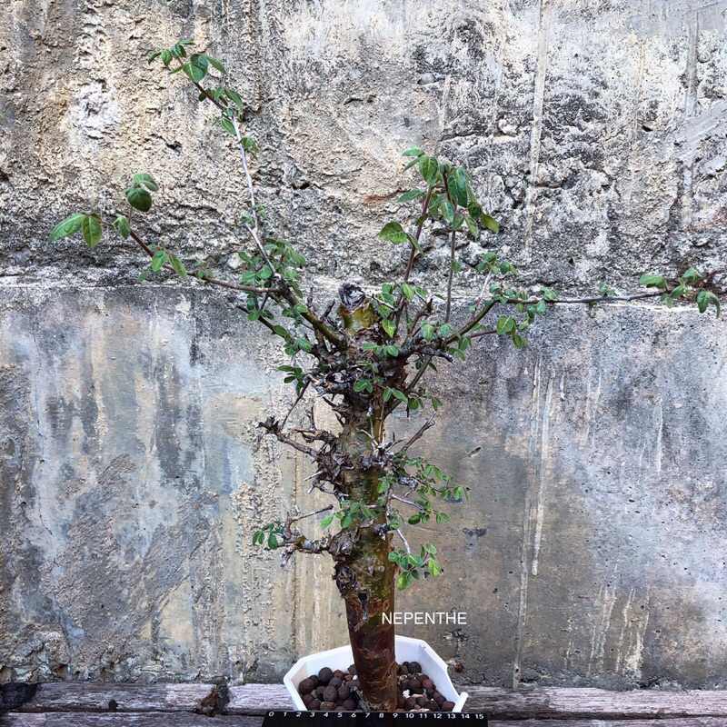 NEPENTHE / Commiphora Eminii 沒藥 - 塊根 / 多肉 植物 | 蝦皮購物