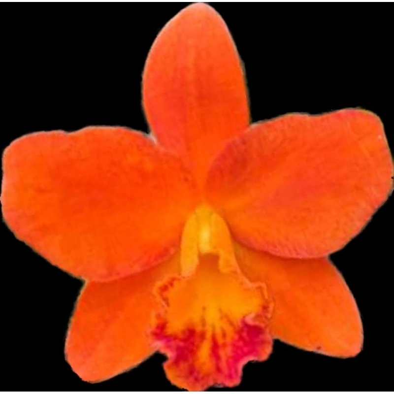 Rth. Shinfong Orange ‘Little Orange’新豐小橘子 | 蝦皮購物