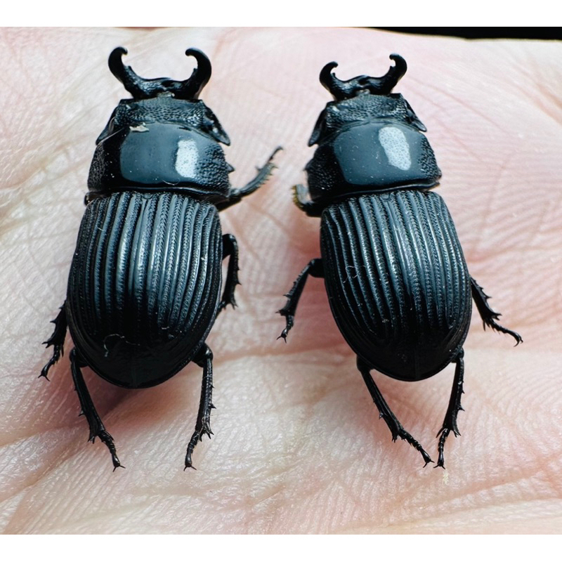 昆蟲標本 菲律賓角葫蘆鍬形蟲 Nigidius laevicollis 飼育品 一隻一組 | 蝦皮購物