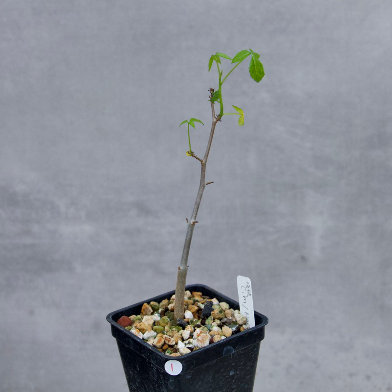台北塊根｜Commiphora mildbraedii’Black Bark’ 角瘤 瘤莖 沒藥 | 蝦皮購物