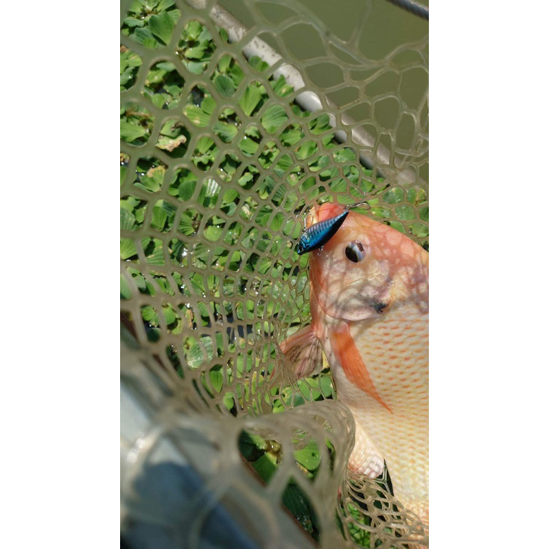 【路亞找明哥】內有鋼珠 5g 8g 15g 全泳層爆殺 鐳射塗裝 VIB 顫泳 鱸魚 泰國鱧 鯰魚 路亞 假餌 | 蝦皮購物