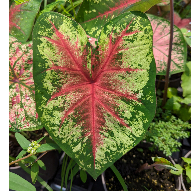 開心農元-觀葉植物- 奉承 彩葉芋 Caladium Flatter Me | 蝦皮購物