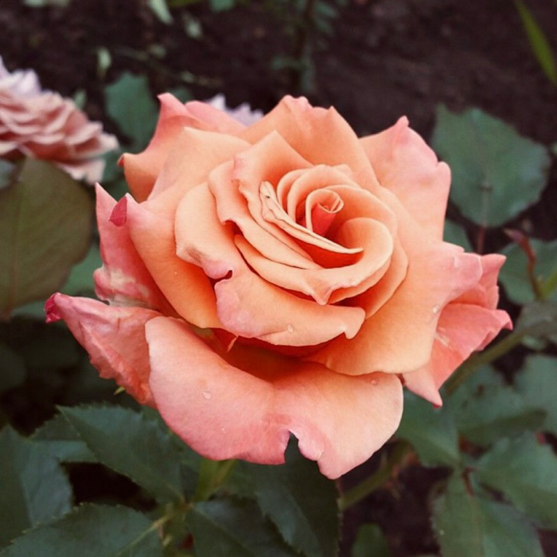 安韓德森玫瑰Rose Ann Henderson | 蝦皮購物