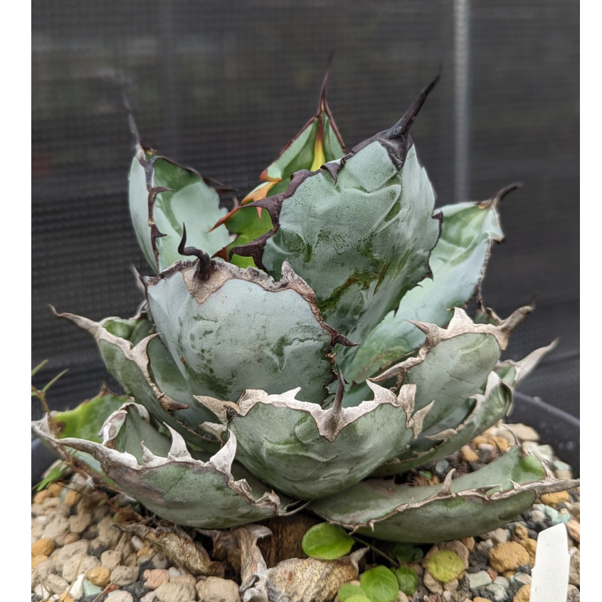 開心農元-多肉- 藍球嚴龍 藍球龍舌蘭 Agave titanota 'Blue Ball' | 蝦皮購物
