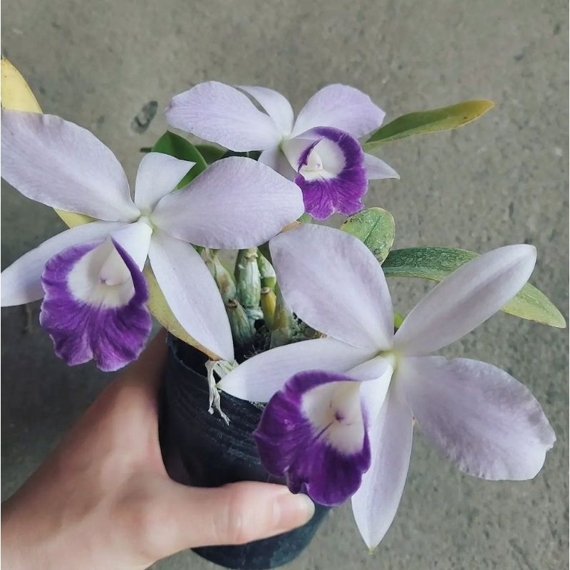 cattleya Aloha case coerulea交配小品嘉德麗 花會香 蠻容易栽培 | 蝦皮購物
