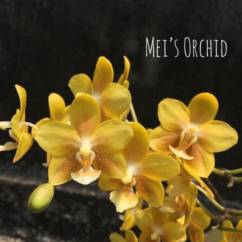 蝴蝶蘭Phal. KS Balm ‘Yellow Chocolate’ -香花蘭花 | 蝦皮購物