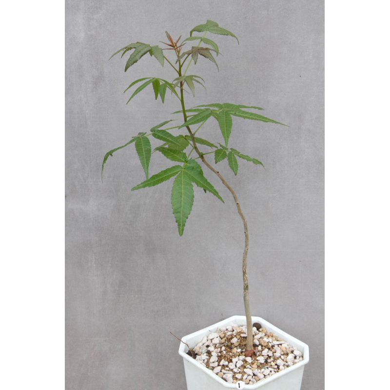 台北塊根｜Bursera lancifolia 槍葉裂欖 實生 | 蝦皮購物