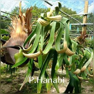 「伴鹿初家」鹿角蕨 P. HANABI 花火 上板#3 網紅 文青風 療癒小物 淨化空氣綠色植物 園藝治療 | 蝦皮購物