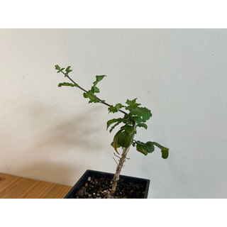 一物一拍 沒藥 塊根 Commiphora confusa | 蝦皮購物