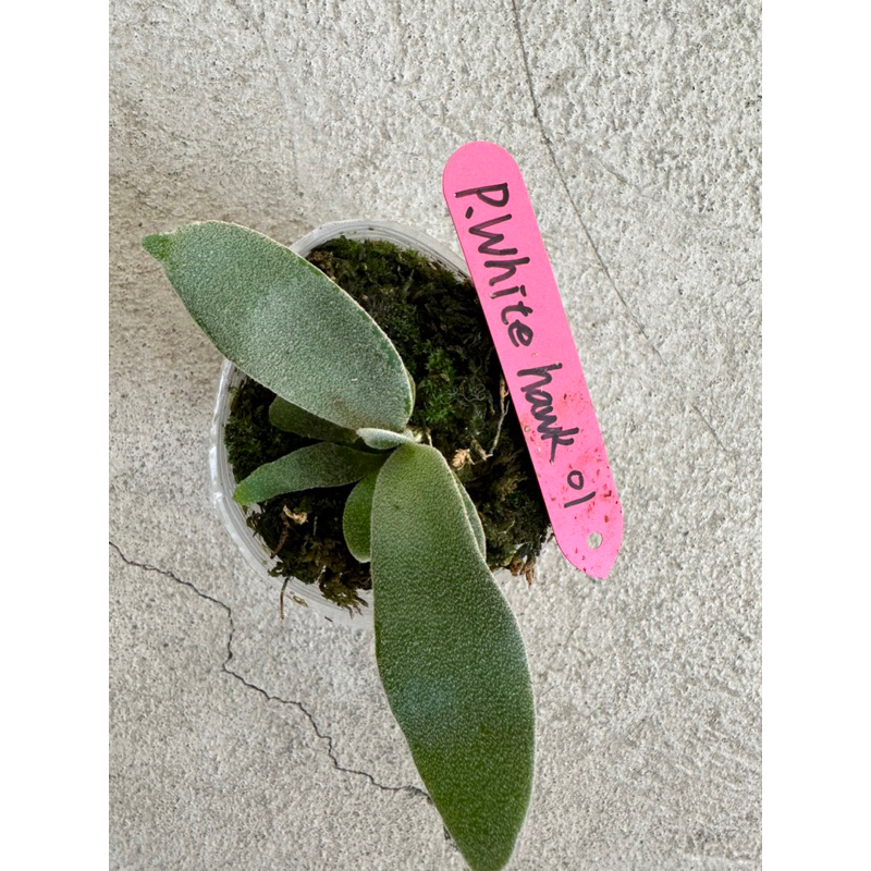 白霍克鹿角蕨 P.white hawk鹿角蕨側芽觀葉植物 | 蝦皮購物