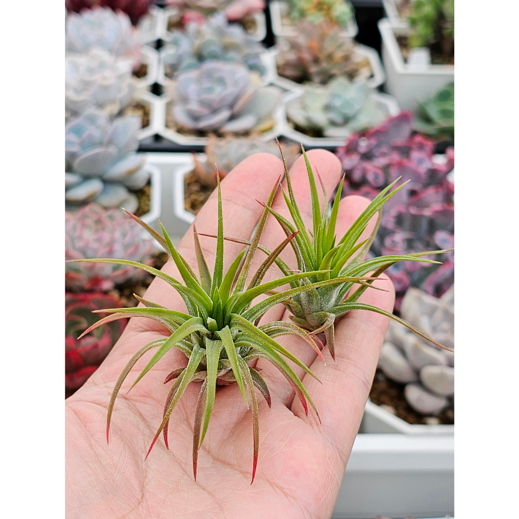 夏天ㄉ店【空氣鳳梨】西雷達小精靈 Tillandsia ionantha Selecta 空氣鳳梨 空鳳 小精靈 | 蝦皮購物