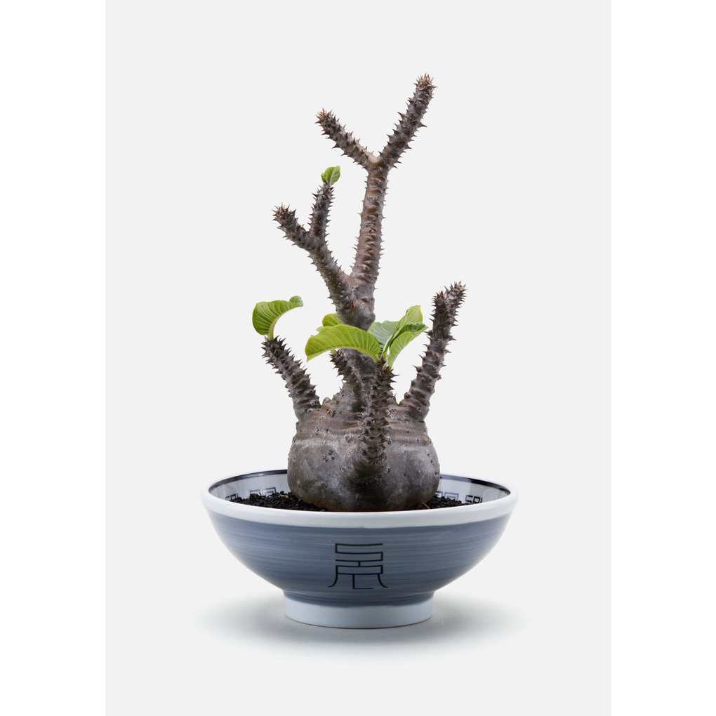 AirRoom【正品現貨】2023SS NEIGHBORHOOD SRL BOWL PLANT POT 塊根 盆栽 陶瓷 | 蝦皮購物