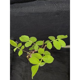 Bursera excelsa 裂欖 實生苗 | 蝦皮購物