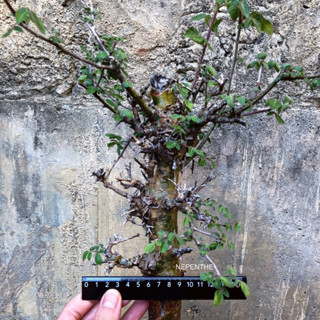 NEPENTHE / Commiphora Eminii 沒藥 - 塊根 / 多肉 植物 | 蝦皮購物