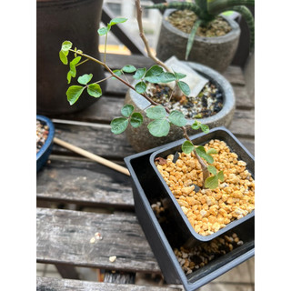 波折沒藥 實生苗Commiphora sinuata | 蝦皮購物