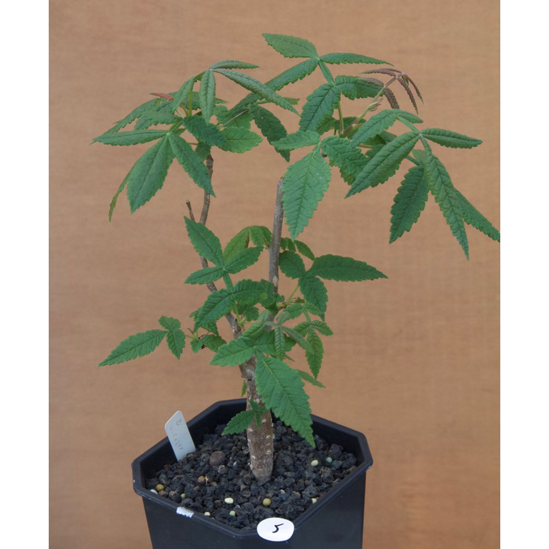 台北塊根｜Bursera bicolor 雙彩裂橄 | 蝦皮購物