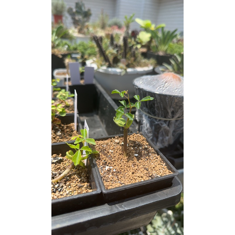 波折沒藥commiphora sinuata種子 | 蝦皮購物