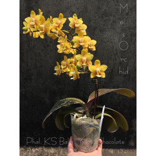 蝴蝶蘭Phal. KS Balm ‘Yellow Chocolate’ -香花蘭花 | 蝦皮購物
