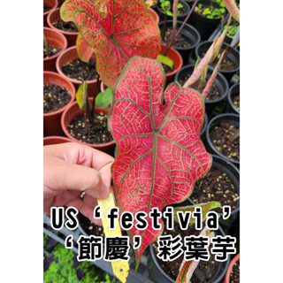Caladium festivia 節慶 彩葉芋 觀葉植物 | 蝦皮購物