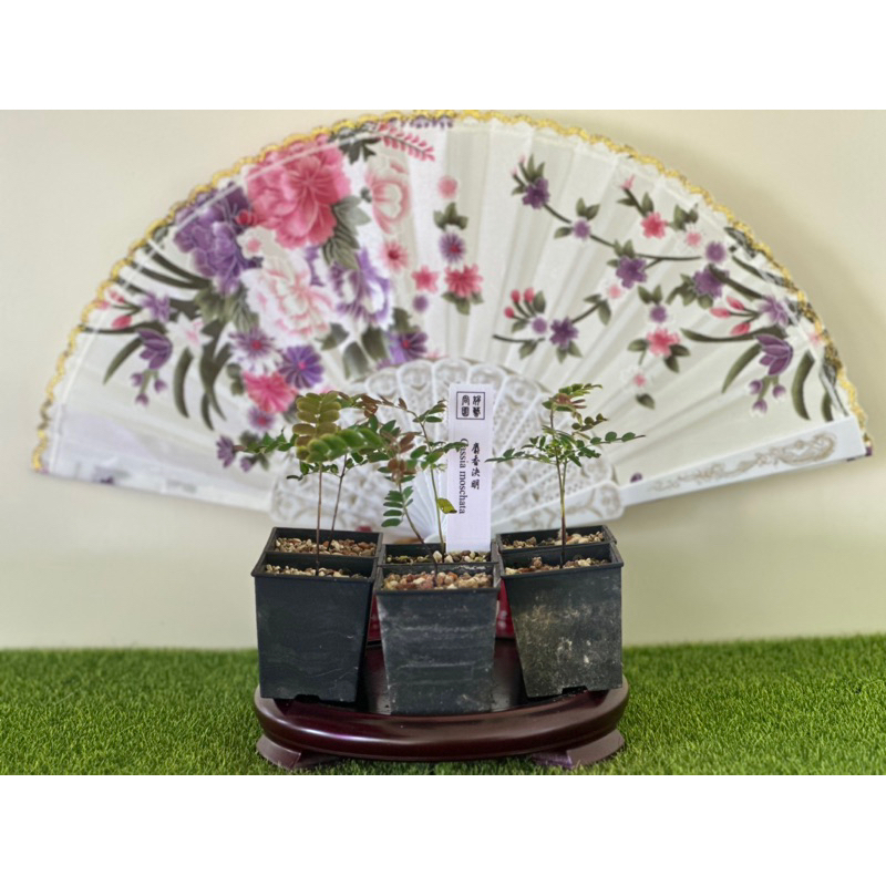 【業餘小農】Cassia moschata 麝香決明【實生苗】隨機出貨不挑品【買五送一】優惠價 開花植物 豆科植物 | 蝦皮購物