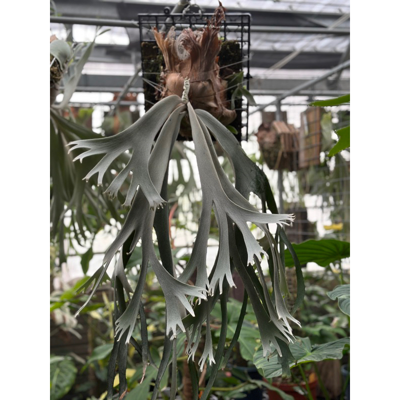 P. willinckii 'Wild Cat' (野貓) 側芽株｜觀葉植物｜天南星｜鹿角蕨｜婚禮小物｜室內植物｜盆栽｜ | 蝦皮購物