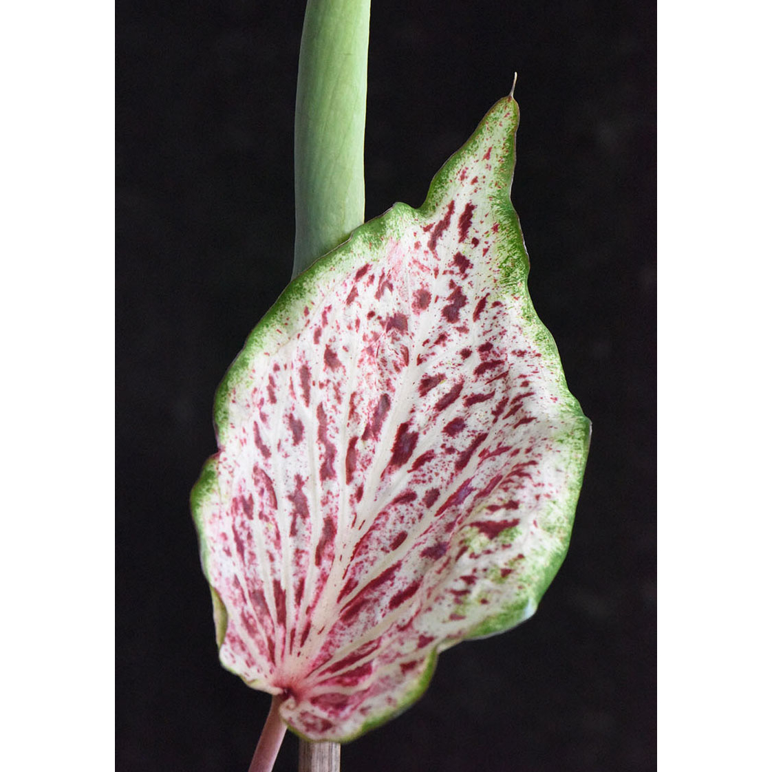 白日夢 彩葉芋 Caladium day dreamer 四吋盆 | 蝦皮購物
