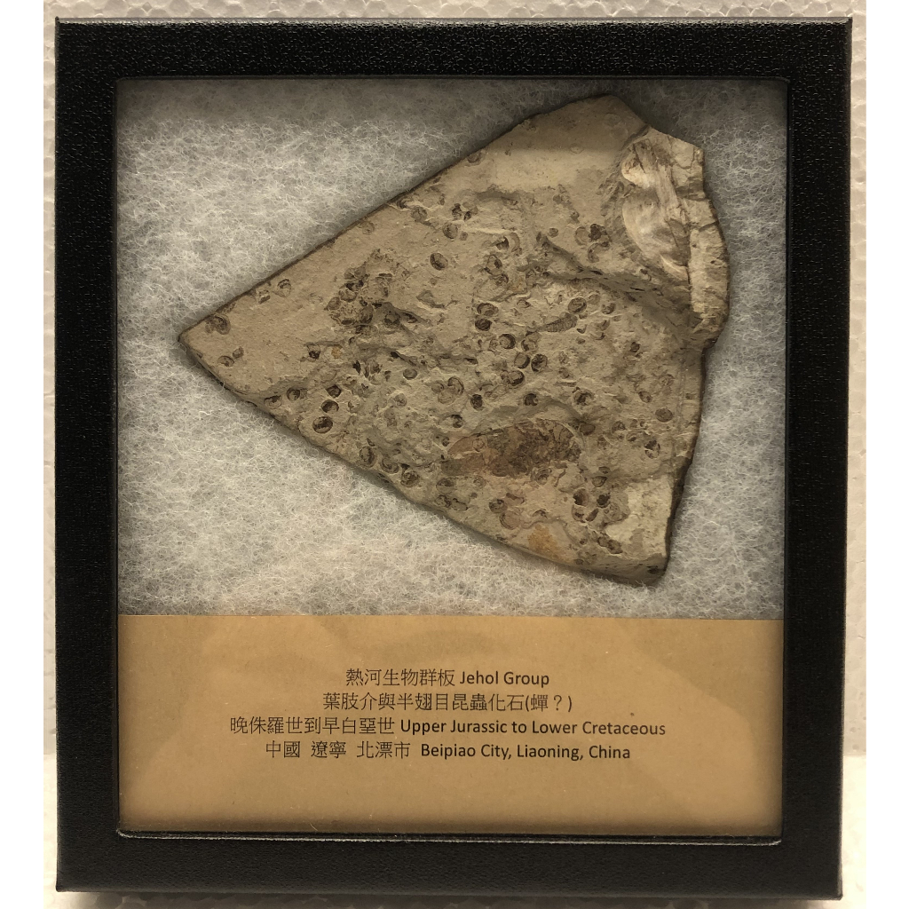 熱河生物群版Jehol Group禮盒 | 蝦皮購物