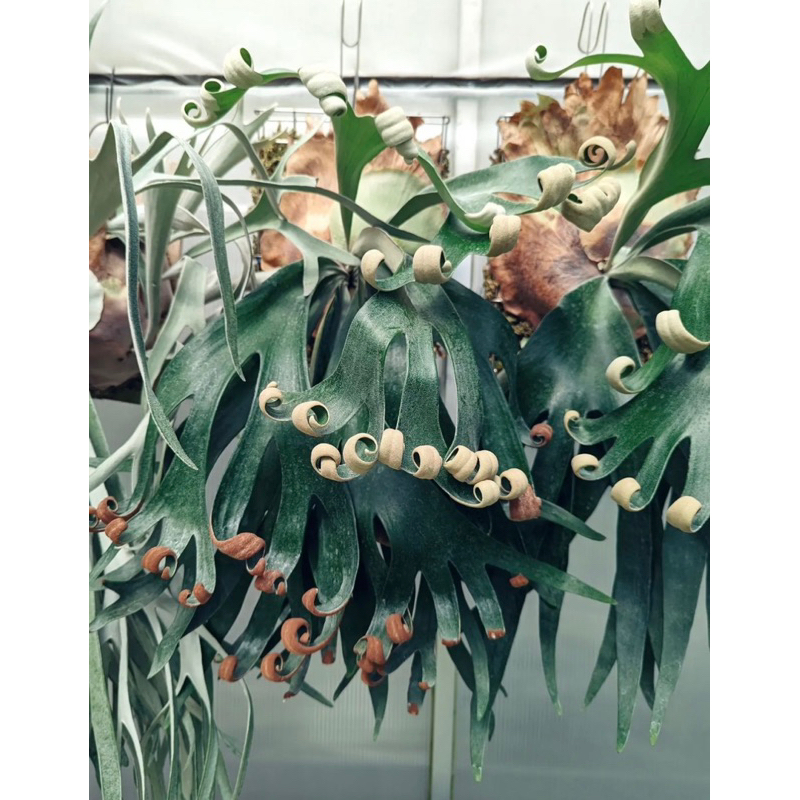 捲捲鹿P.Foongsiqi 馮詩琪（FSQ四寸盆） | 蝦皮購物