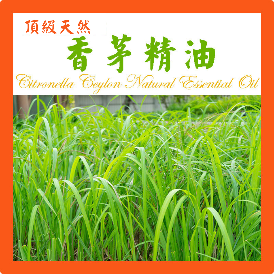 香茅精油 頂級天然單方精油 正草本精油Citronella Ceylon Natural Essential Oil | 蝦皮購物
