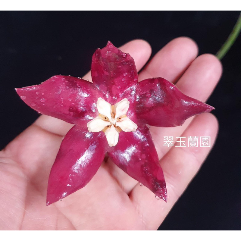 毬蘭 紅帝王 Hoya imperialis red 續花性 香 | 蝦皮購物