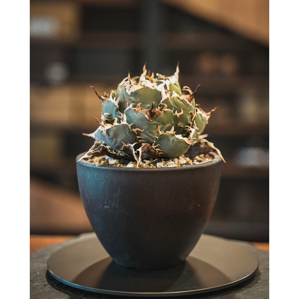【BAC】白鯨 嚴龍 側芽 龍舌蘭 agave titanota white whale 多肉植物 潮流植物 塊根 | 蝦皮購物