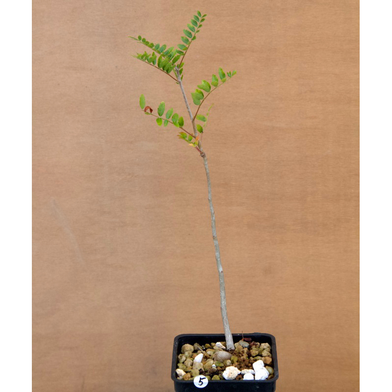 台北塊根｜Commiphora mafaidoha 沒藥 橄欖 多肉 塊根 | 蝦皮購物