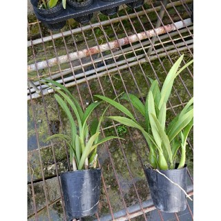 大眾蘭園 樹蘭 Enanthleya Golden Sunburst | 蝦皮購物